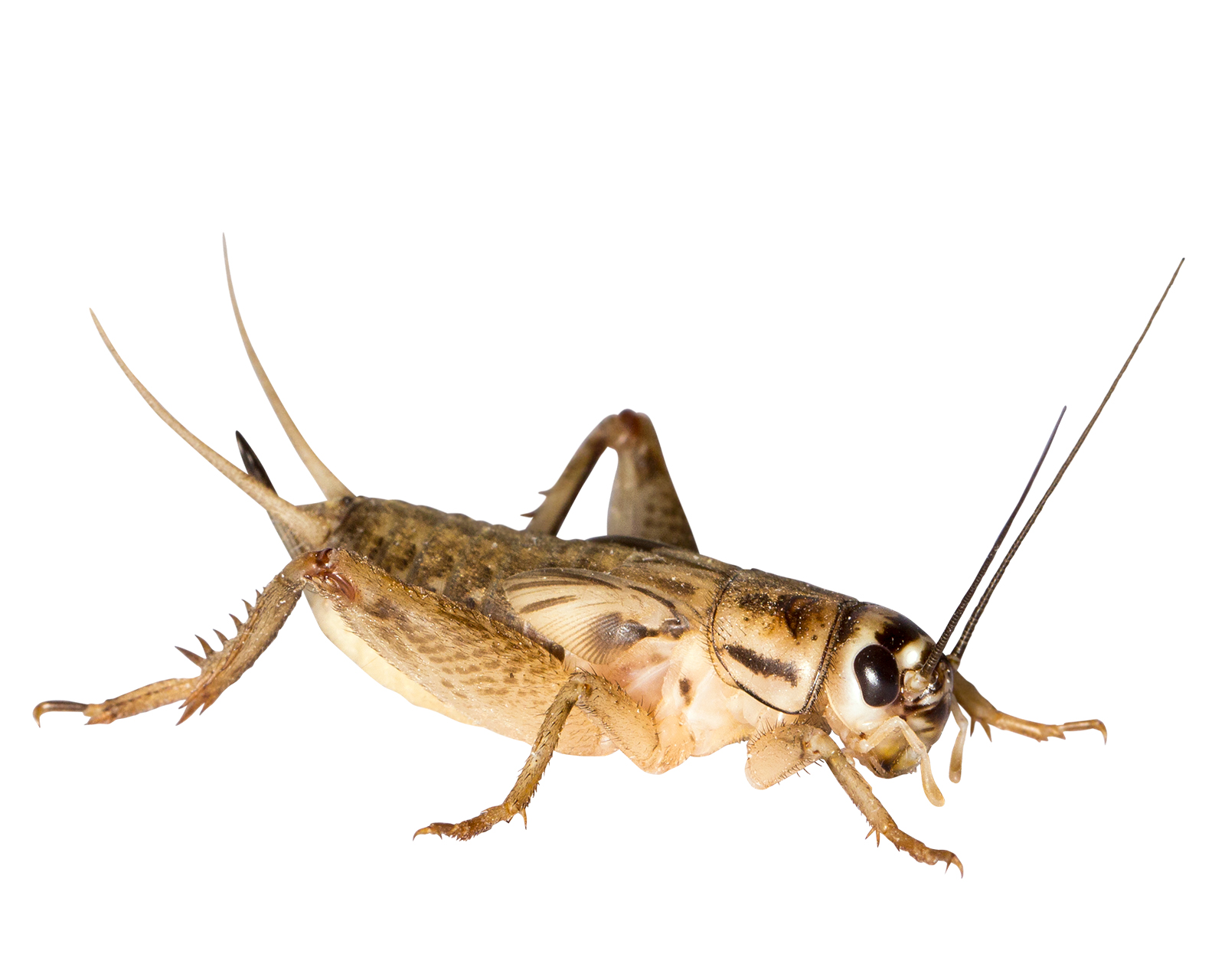 Feeders & More | Onlineshop für Futterinsekten & Reptilien