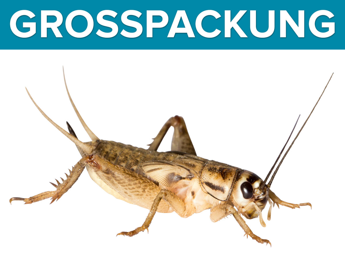 Heimchen groß, 1000 Stück | Online Kaufen | Feeders & More