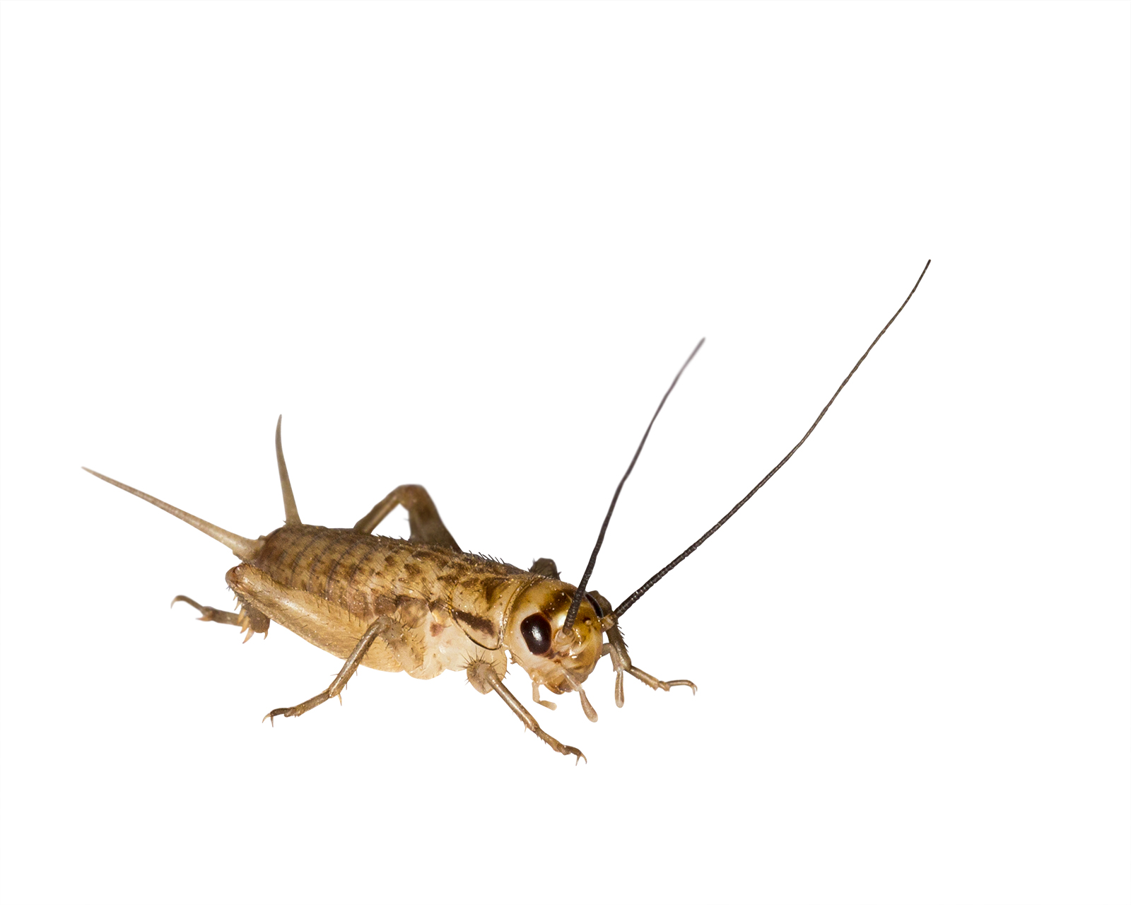 Heimchen klein, gut gefüllte Dose | Online Kaufen | Feeders & More